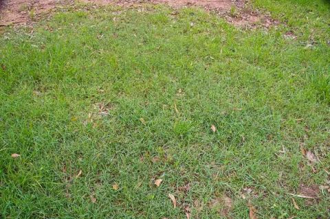 Guide to Transition Zone Grasses | Wikilawn
