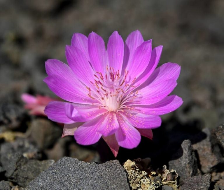 20 Best Native Plants for Montana | Wikilawn