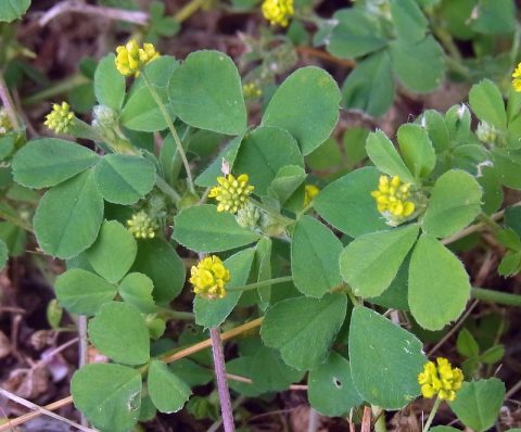 13 Most Common Lawn Weeds in Ohio (And How To Control Them) | Wikilawn