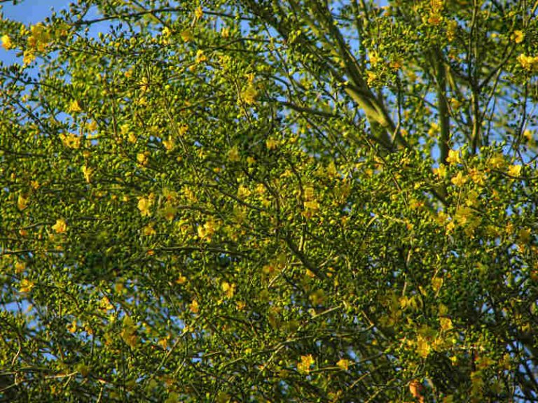 15 Best Trees for Las Vegas Landscapes | Wikilawn