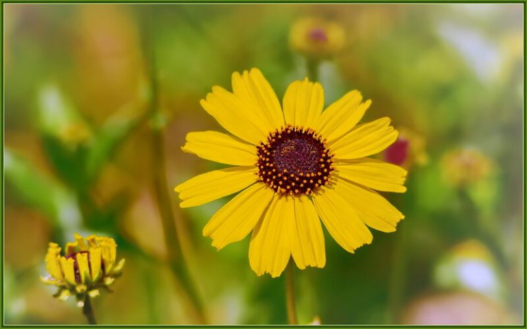 10 Best Native Plants for Southern California | Wikilawn
