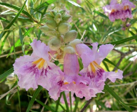 11 Best Native Plants for New Mexico | Wikilawn