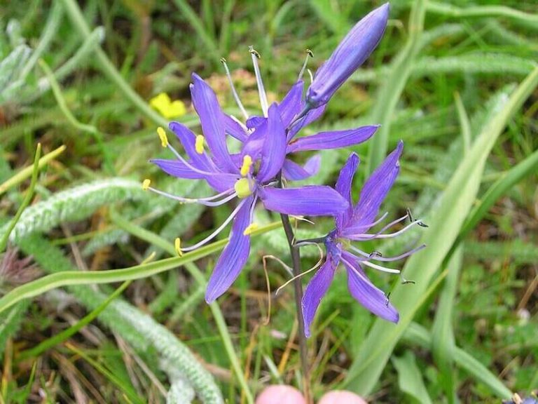 12 Best Native Plants for Western Washington | Wikilawn