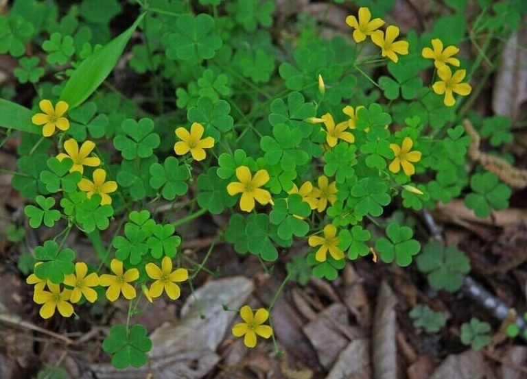 13 Most Common Lawn Weeds in Ohio (And How To Control Them) | Wikilawn