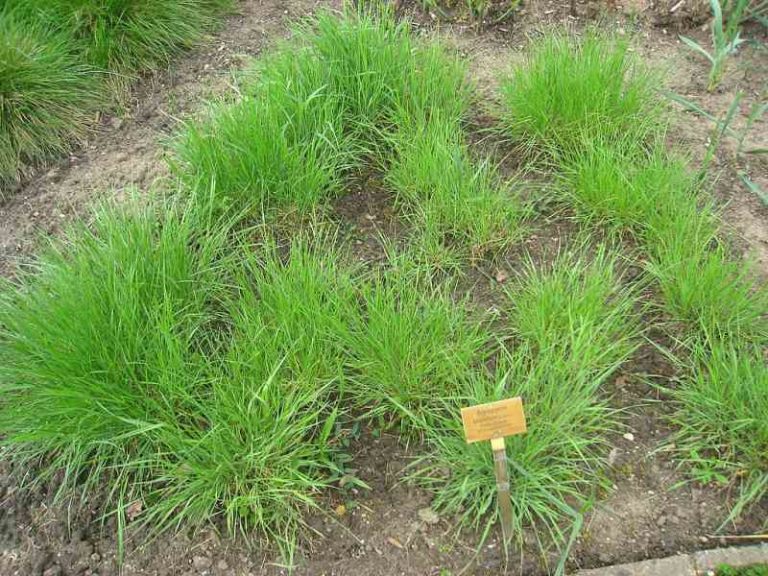7 Best Grass Types for Montana