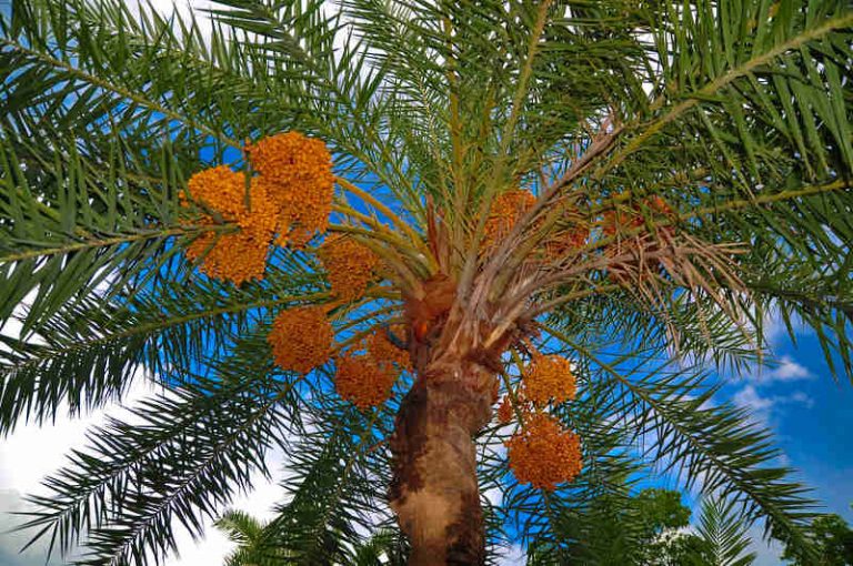 15 Best Trees For Las Vegas Landscapes Wikilawn