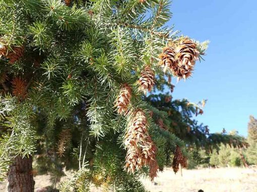 8 Trees Native to Washington State