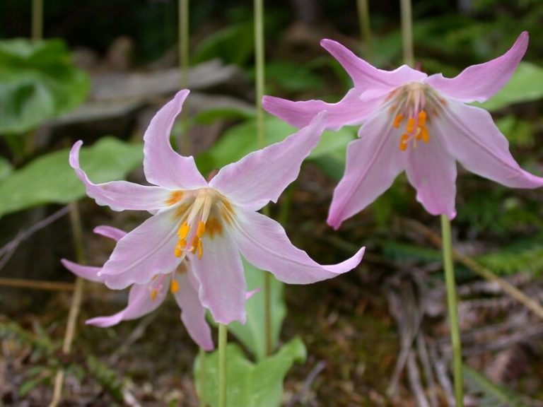 10 Best Native Plants for Oregon | Wikilawn