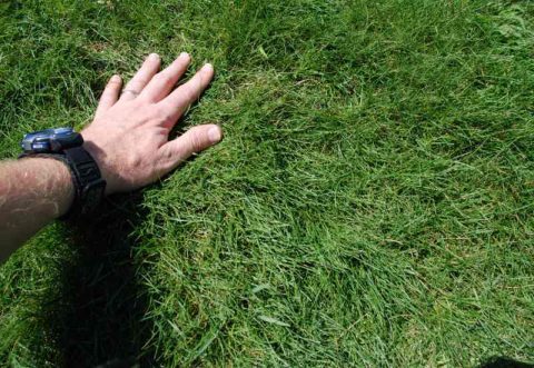 5 Best Grass Seed Types for Massachusetts | Wikilawn
