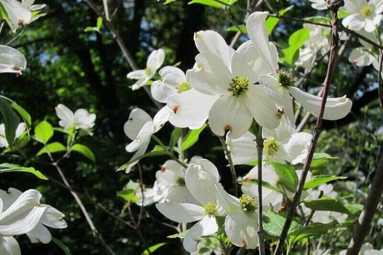 13 Best Native Plants for Mississippi | Wikilawn