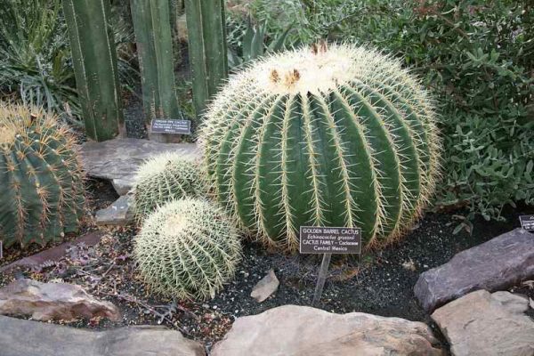 19 Best Desert Landscaping Plants for Nevada