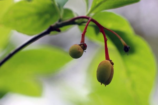 10 Best Native Plants for Spokane, WA