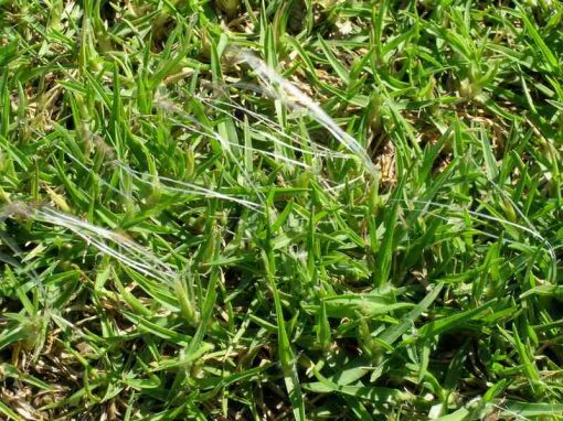 6 Best Grass Types for Southern California | Wikilawn