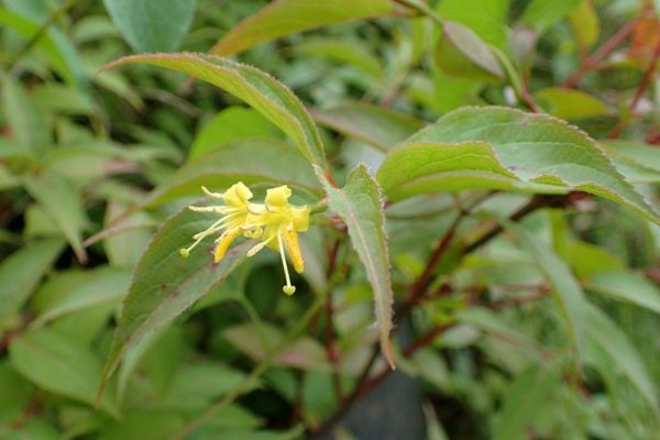 9 Native Trees and Shrubs for Michigan Yards