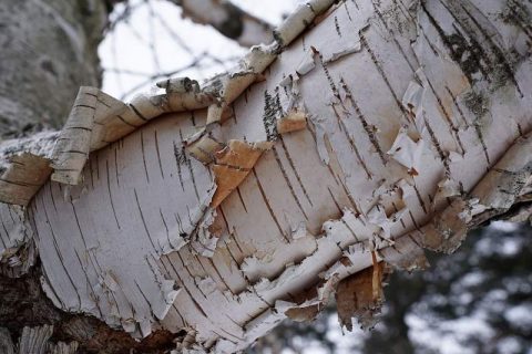 8 Trees Native to Washington State