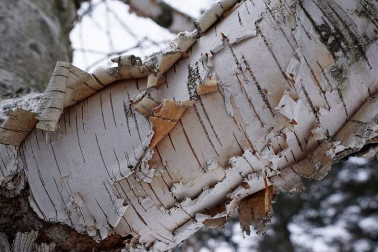 8 Trees Native to Washington State