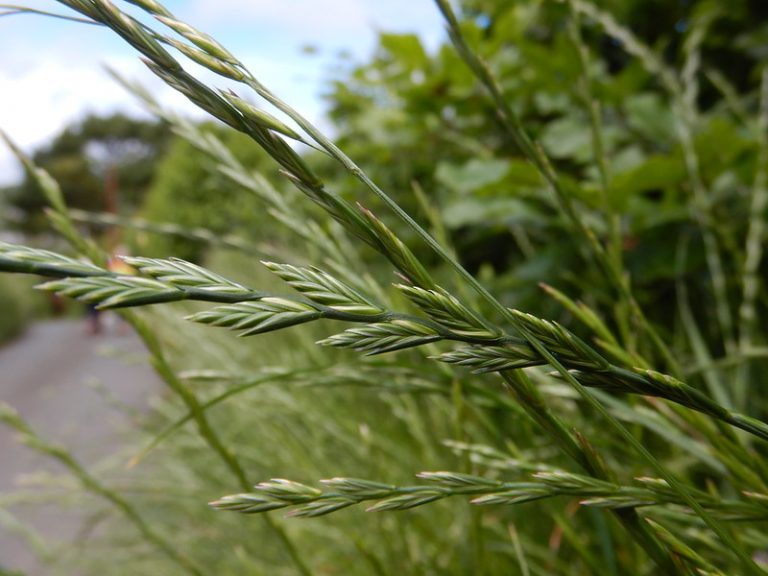 Best Grasses for Your Missouri Lawn | Wikilawn