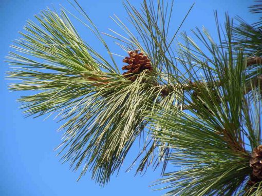 8 Trees Native to Washington State