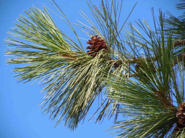 8 Trees Native to Washington State