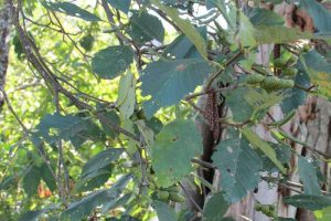 8 Trees Native to Washington State