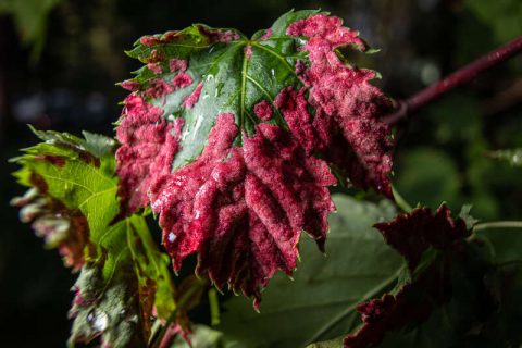 20 Best Native Plants for Montana | Wikilawn