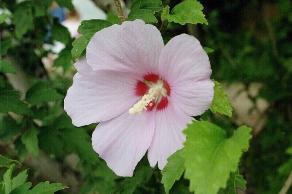 The 12 Best Trees to Plant in Arizona | Wikilawn