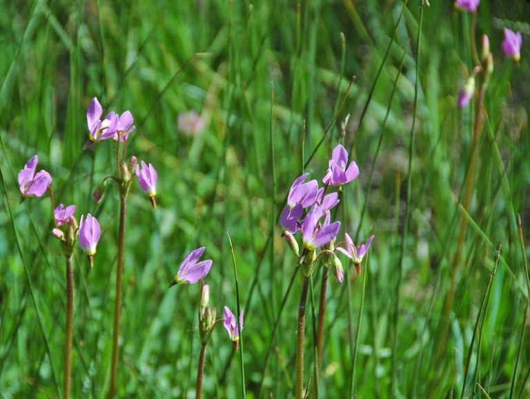 10 Best Native Plants for Spokane, WA