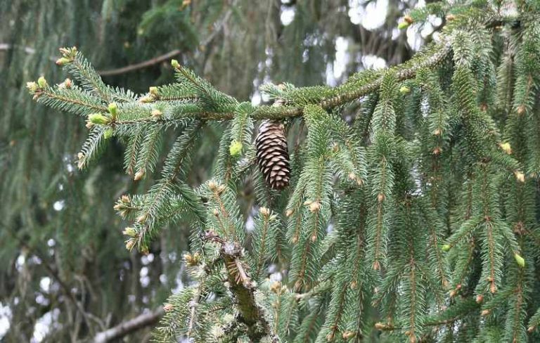 8 Trees Native to Washington State