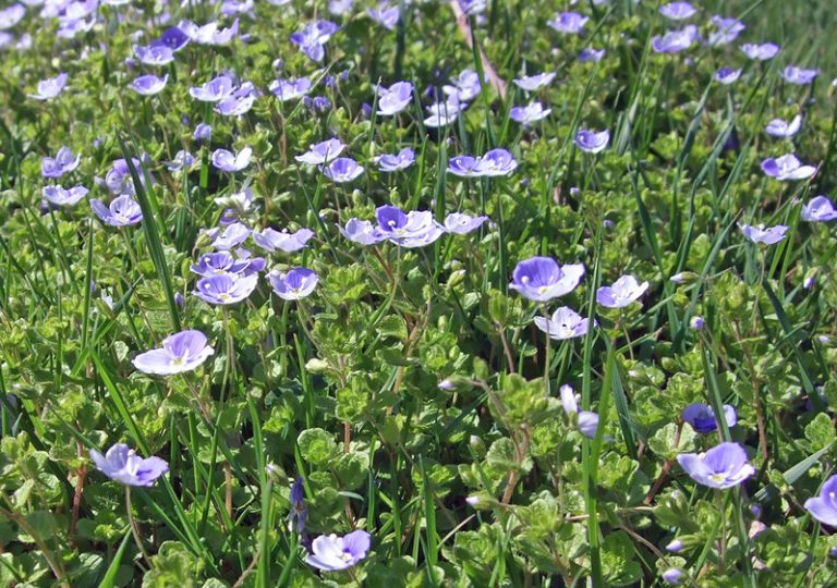 13 Most Common Lawn Weeds in Ohio (And How To Control Them) | Wikilawn