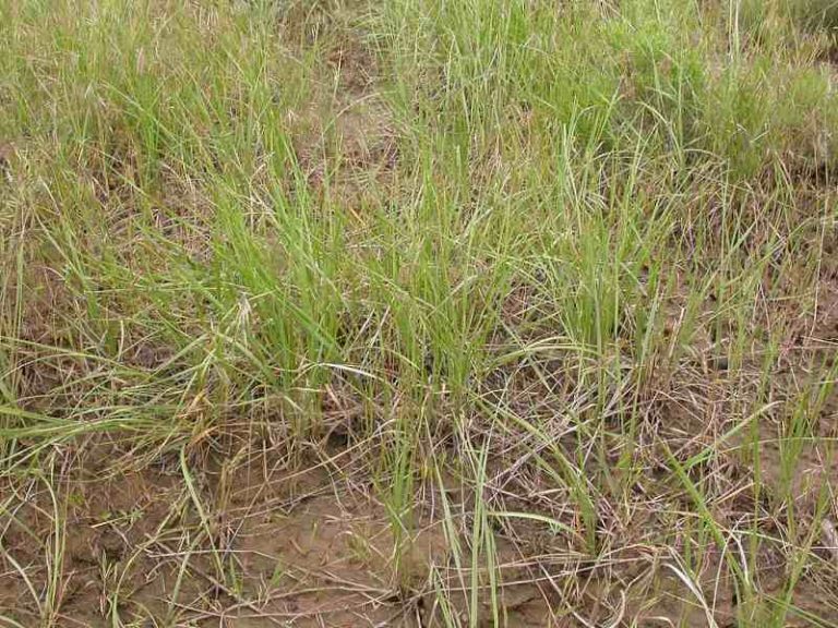 7 Best Grass Types for Montana