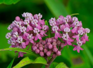 8 Best Native Plants for South Dakota | Wikilawn