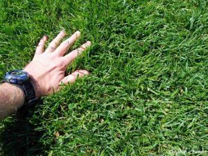 Guide to Transition Zone Grasses | Wikilawn