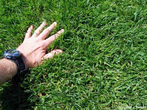 Guide to Transition Zone Grasses | Wikilawn