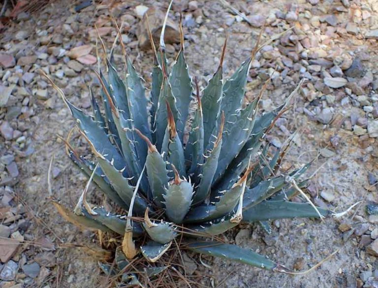 19 Best Desert Landscaping Plants for Nevada