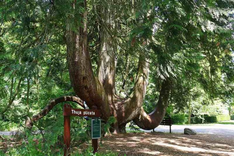 8 Trees Native to Washington State