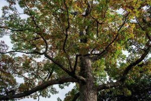 9 Native Trees and Shrubs for Michigan Yards