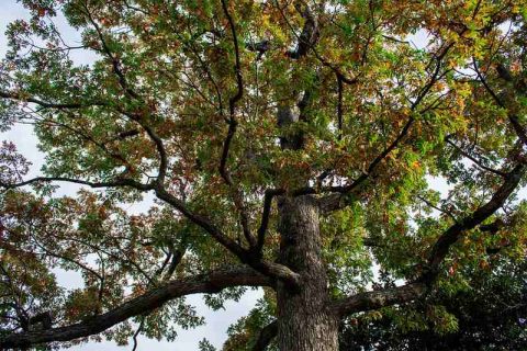 9 Native Trees and Shrubs for Michigan Yards