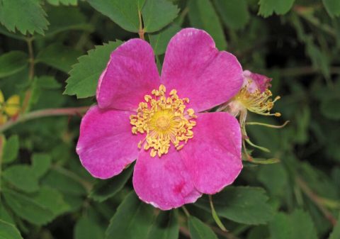11 Best Native Plants for New Mexico | Wikilawn