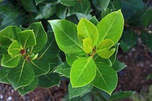 15 Best Trees for Las Vegas Landscapes | Wikilawn