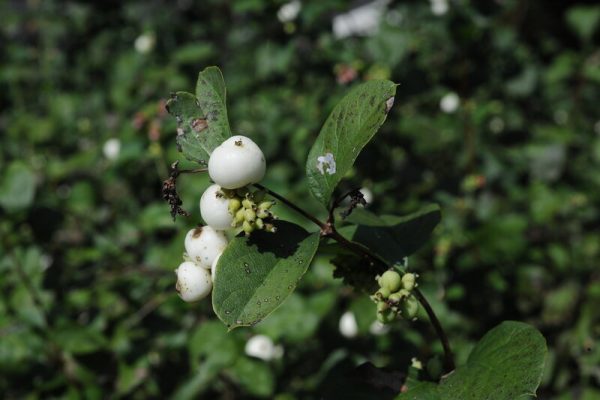 10 Best Native Plants for Idaho | Wikilawn