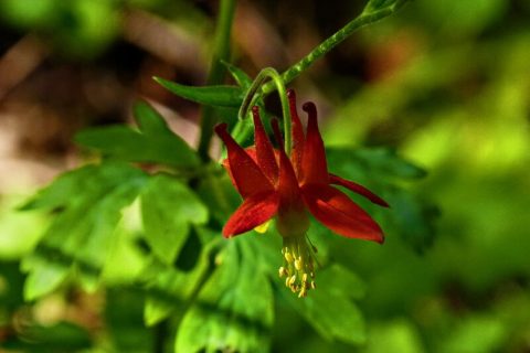 12 Best Native Plants for Western Washington | Wikilawn