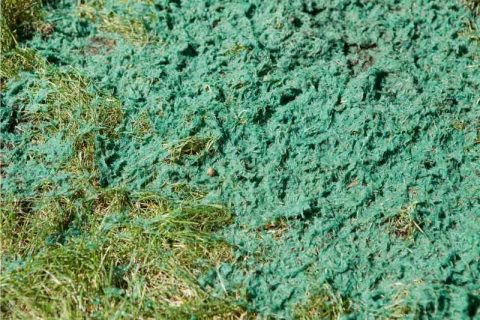 DIY Hydroseeding: How to Hydroseed Your Own Lawn in 11 Steps | Wikilawn