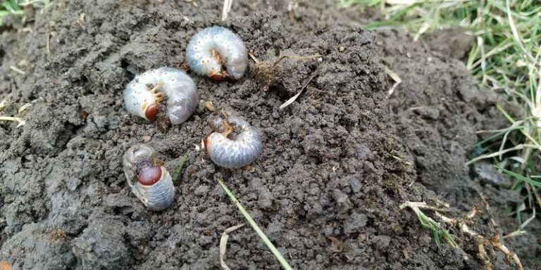 Signs of Grubs in Your Lawn | Wikilawn